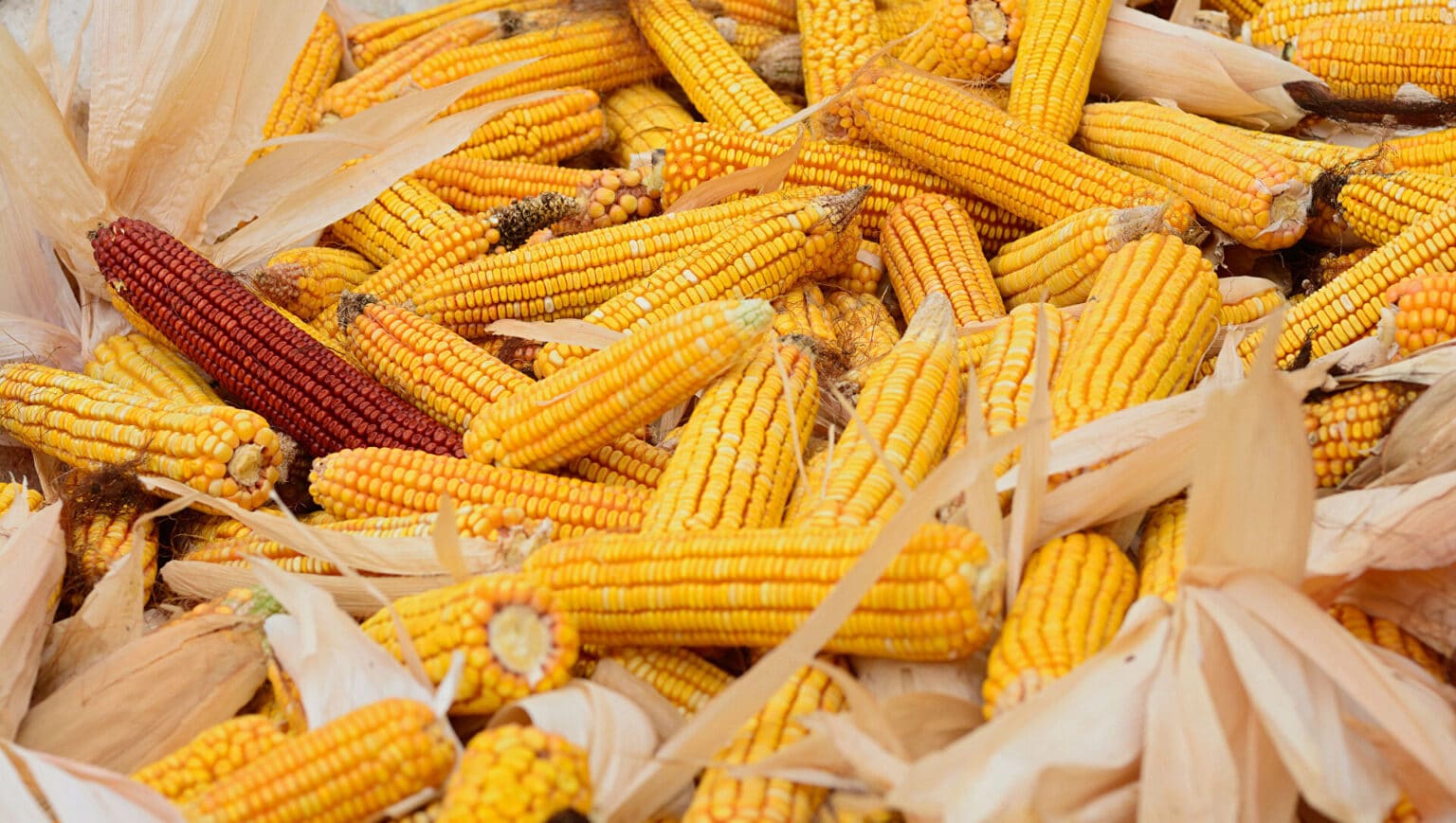 Porumbul românesc interzis la export. S-a inventat o nouă scuză ...