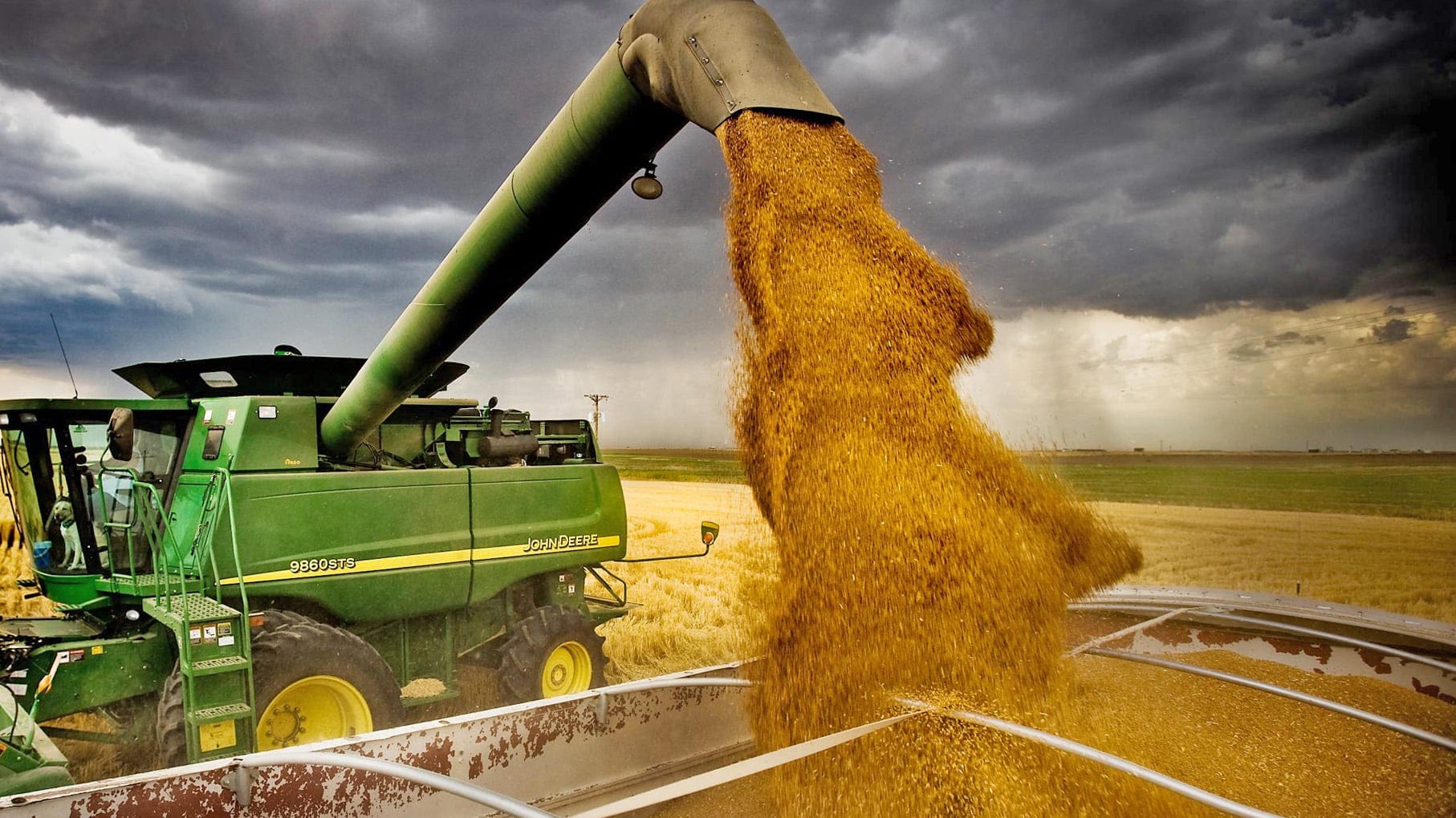 Preț de nimic pentru grâul românesc: Egiptul a cumpărat zeci de mii de ...