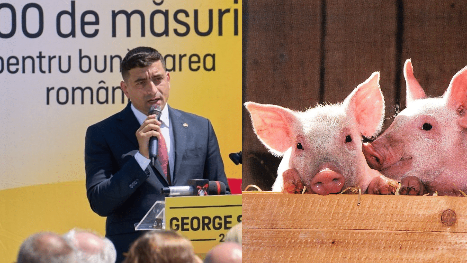 Planul Simion: Fiecare român să aibă porc românesc pe masa de Crăciun ...