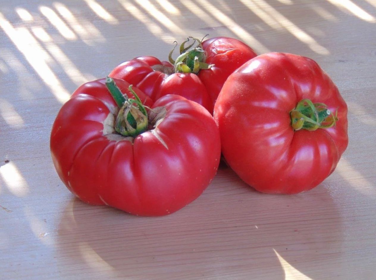 Roșiile dulci românești refuzate pentru a pune pe masă produse ...