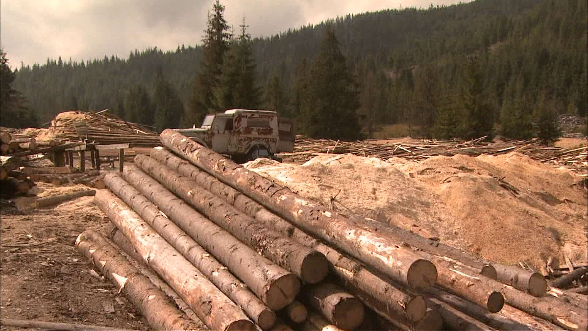 Jaf cu acte în regulă din pădurile statului. Firme au luat lemnul și au ...